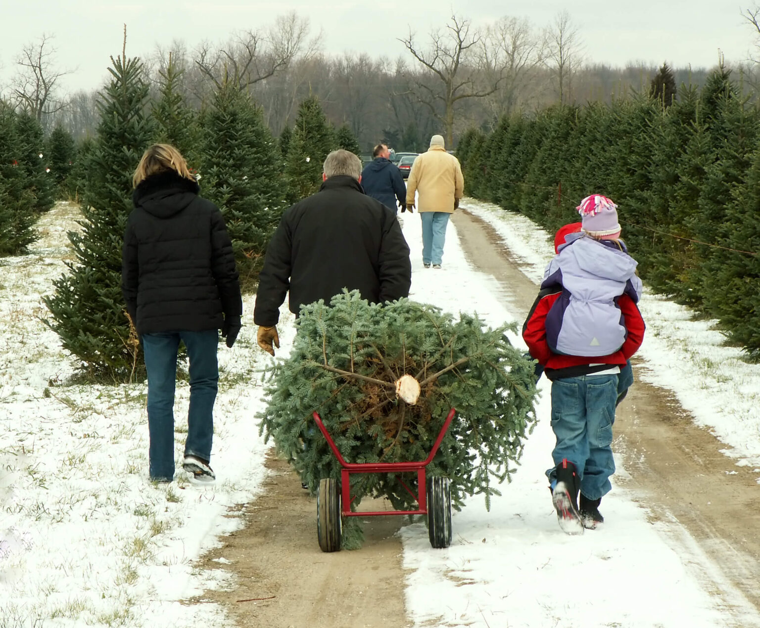 Where to Buy your Christmas Tree in Leeds – The Forge Skip Hire Leeds Blog